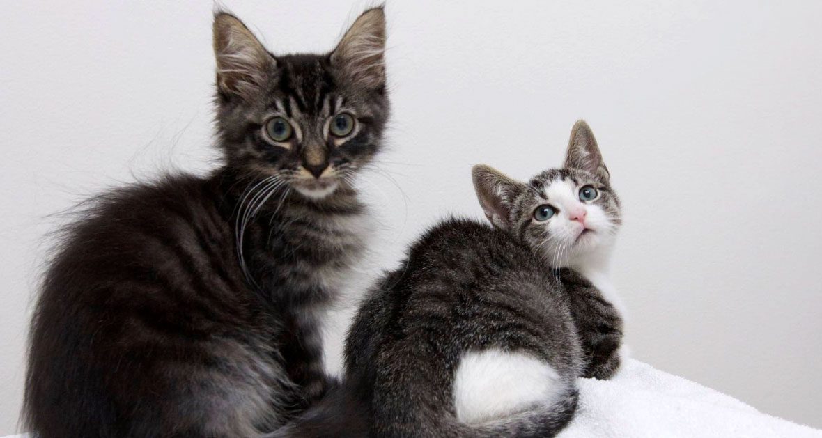 Pet Adoption in Montclair, NJ | Cameron Animal Rescue